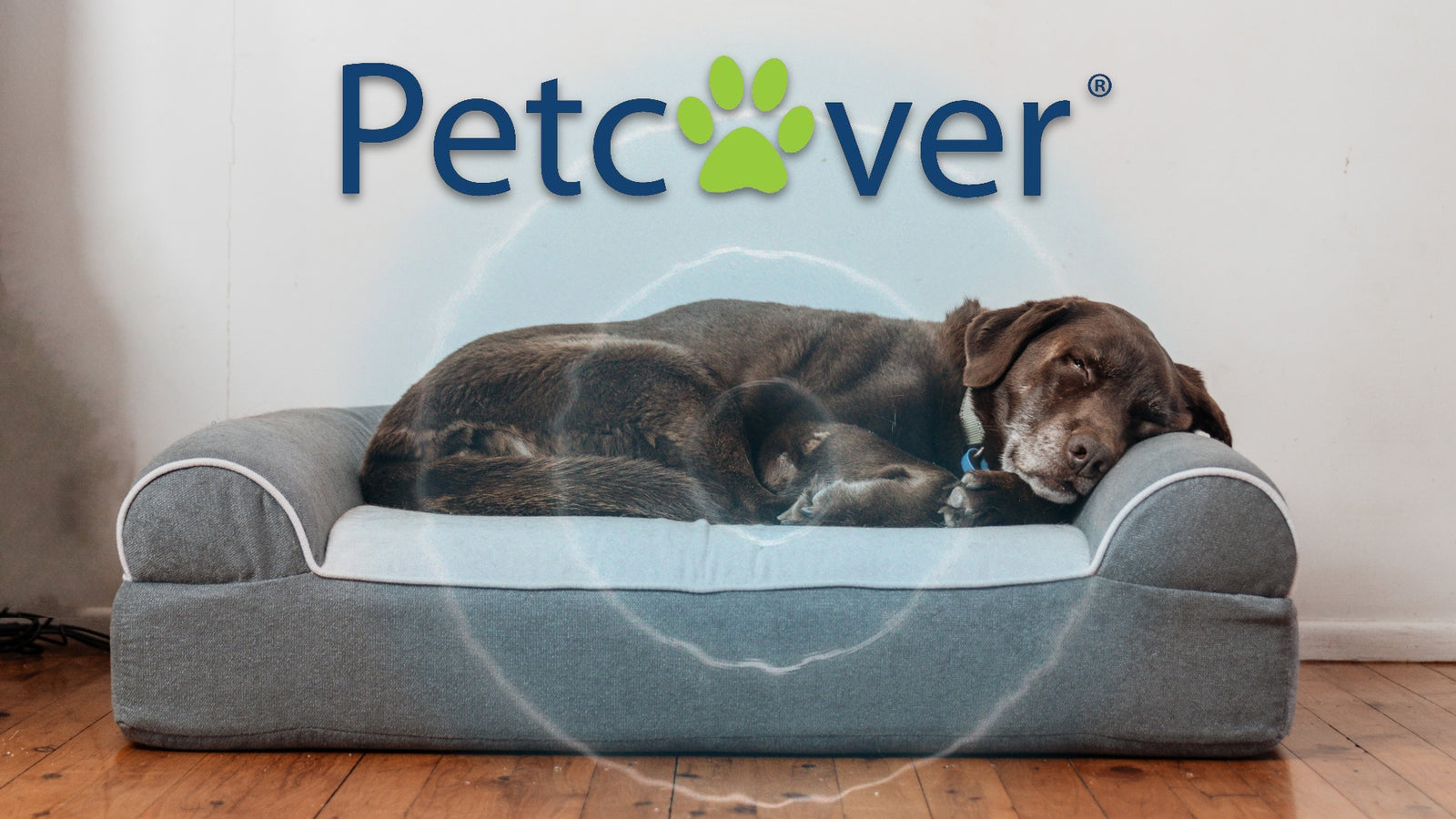 Petcover - New Partner Announcement - DogCloud